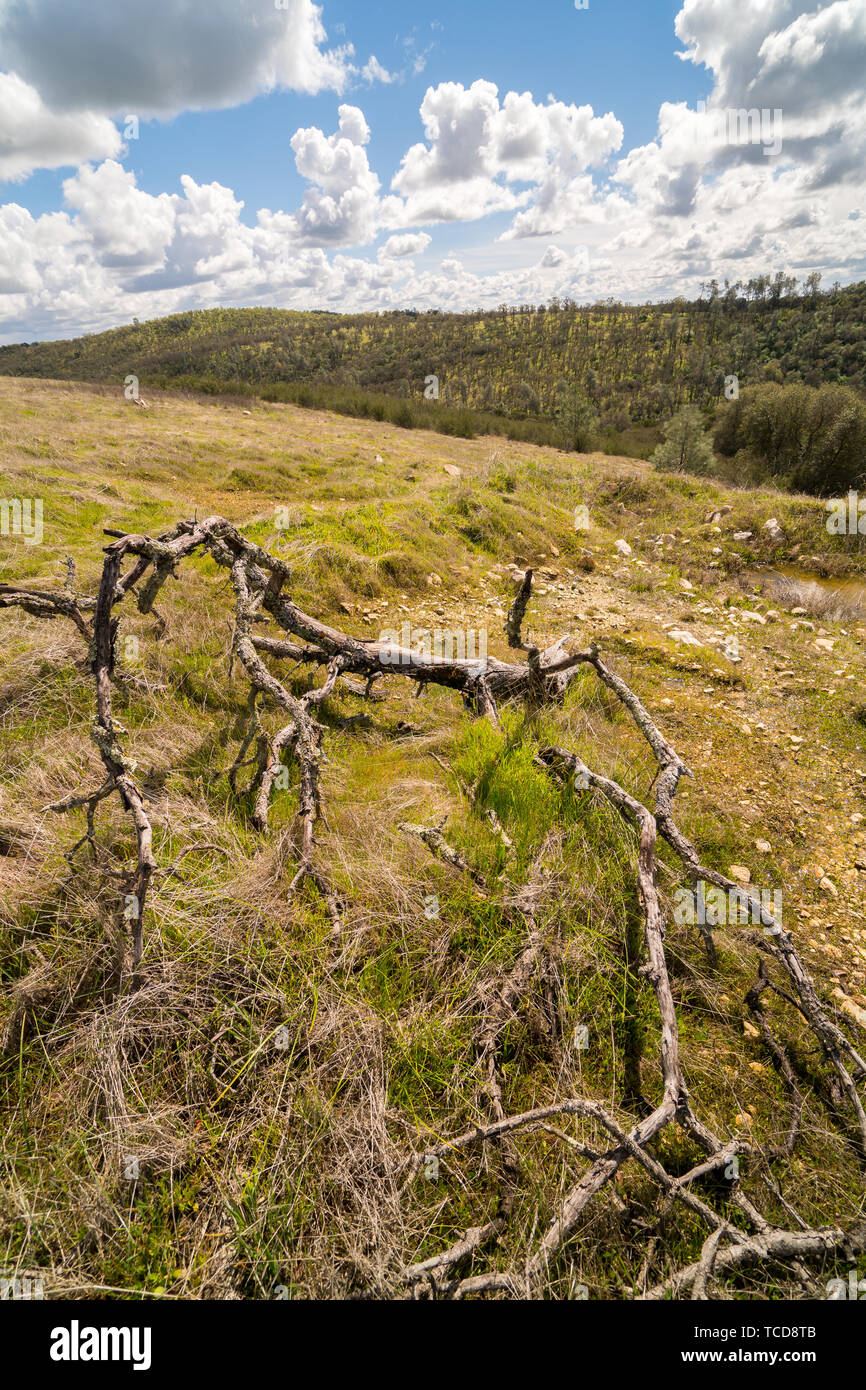 Old Dead Tree Lying On Fotos Und Bildmaterial In Hoher Auflösung Alamy