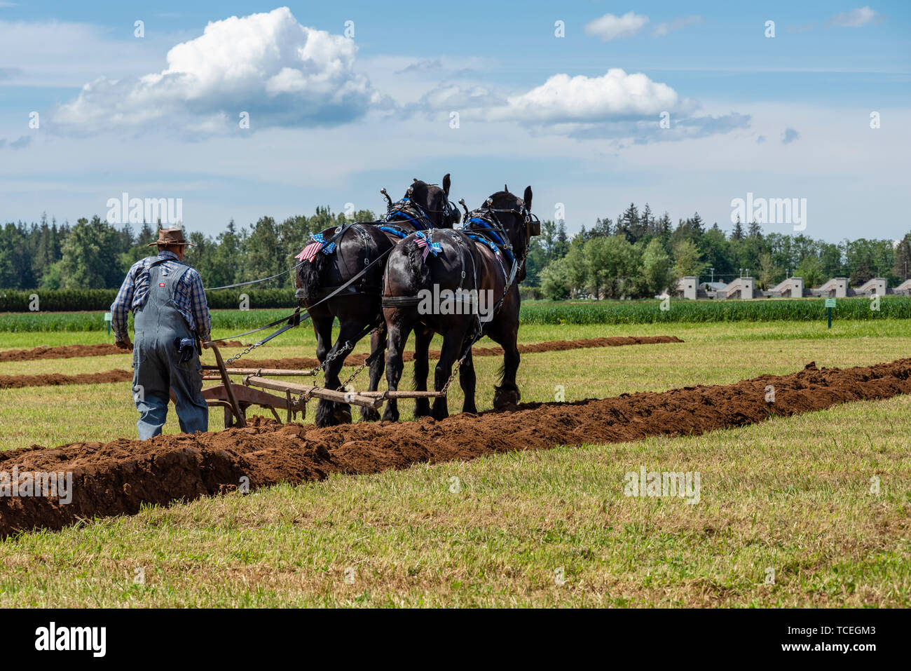Pflug pferd -Fotos und -Bildmaterial in hoher Auflösung – Alamy