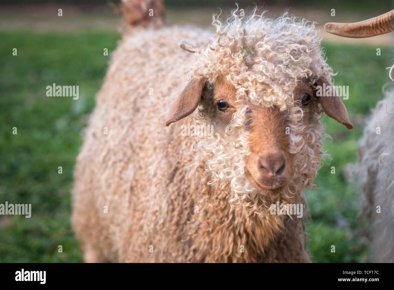 Ziege mit lockigem haar -Fotos und -Bildmaterial in hoher Auflösung – Alamy