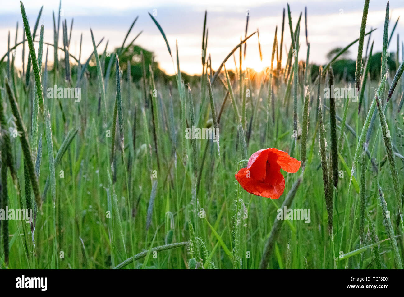Ein roter Mohn wächst in eine wilde Wiese. Sonnenuntergang Hintergrund ...