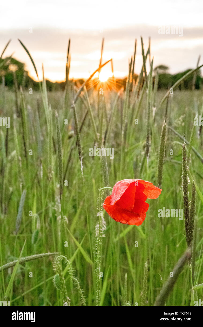 Ein roter Mohn wächst in eine wilde Wiese. Sonnenuntergang Hintergrund ...