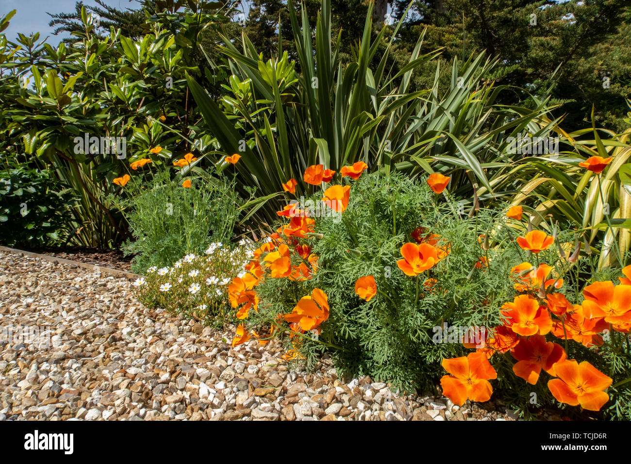 Sahuc rock rose -Fotos und -Bildmaterial in hoher Auflösung – Alamy