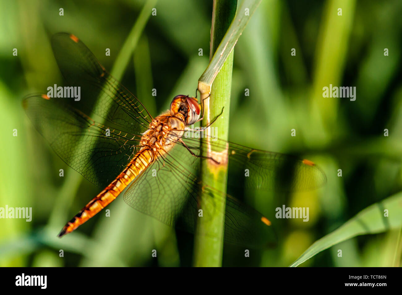 Gewässer libelle -Fotos und -Bildmaterial in hoher Auflösung – Alamy