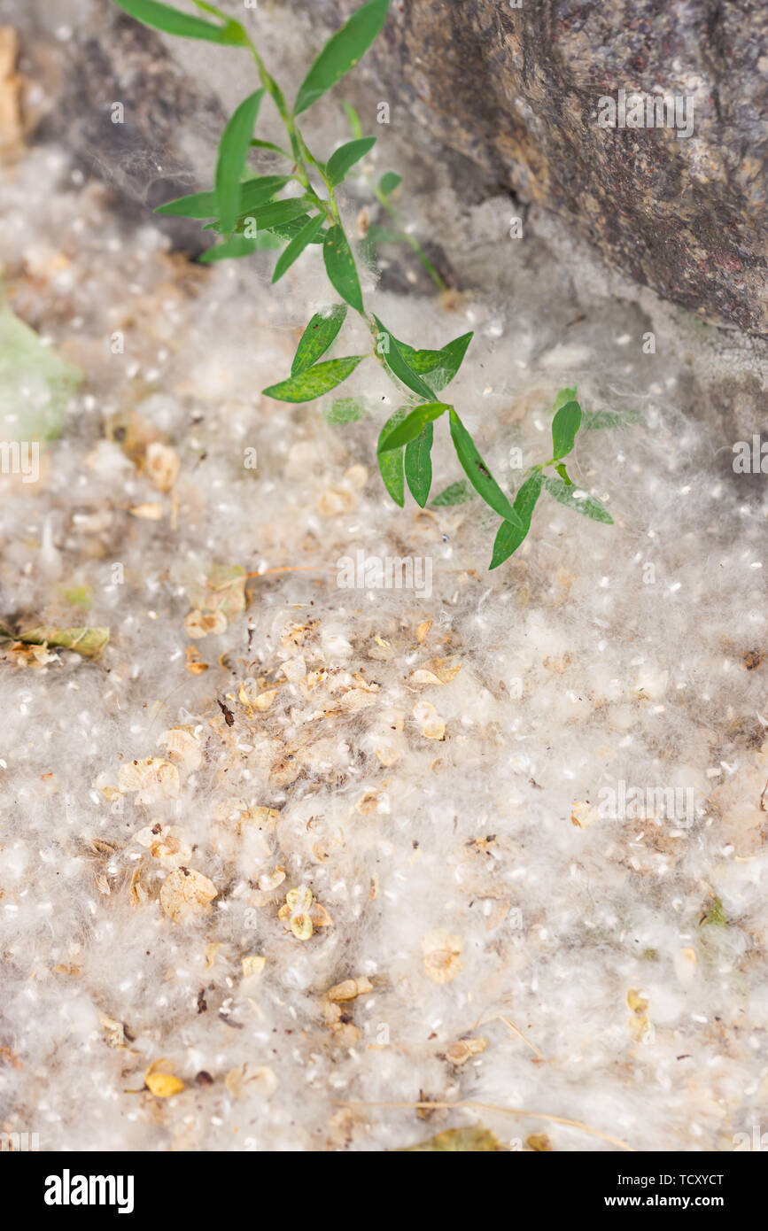 Flaum birke -Fotos und -Bildmaterial in hoher Auflösung – Alamy