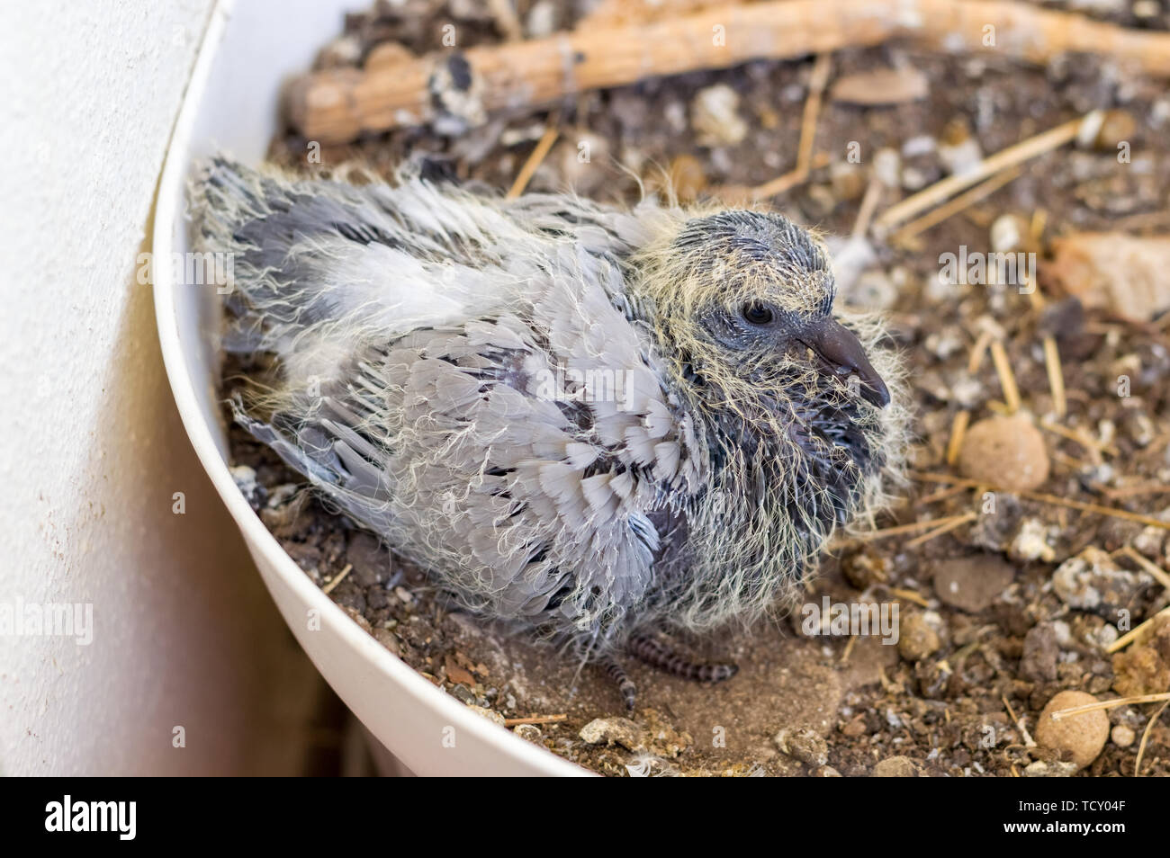 Baby tauben -Fotos und -Bildmaterial in hoher Auflösung – Alamy