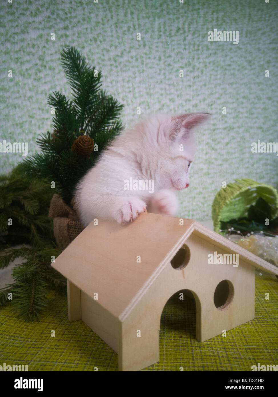 Eine kleine Katze sitzt auf einem großen Haus und sieht sich die Maus ...