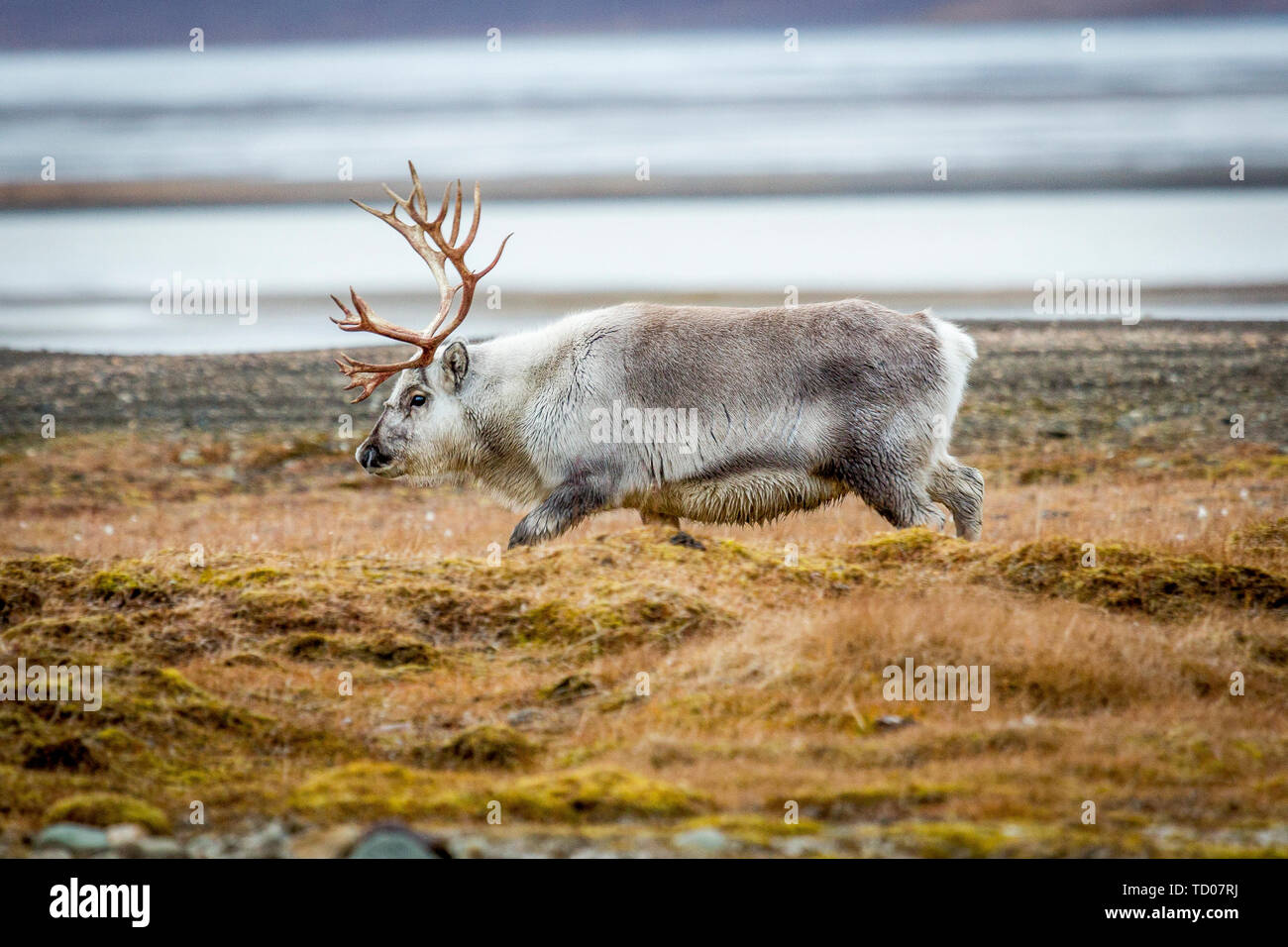 Rentier essen -Fotos und -Bildmaterial in hoher Auflösung – Alamy