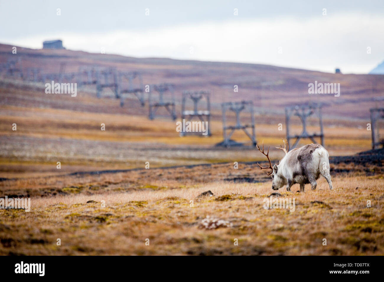 Rentier essen Gras in Adventdalen Fjord, alte Kohle transport Line im ...