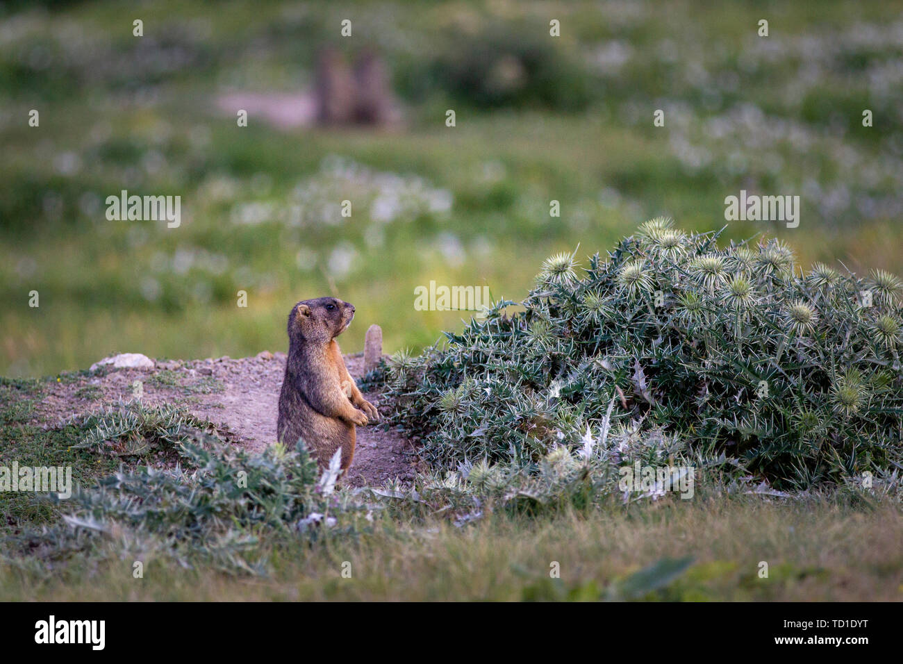 Wasser gophers -Fotos und -Bildmaterial in hoher Auflösung – Alamy