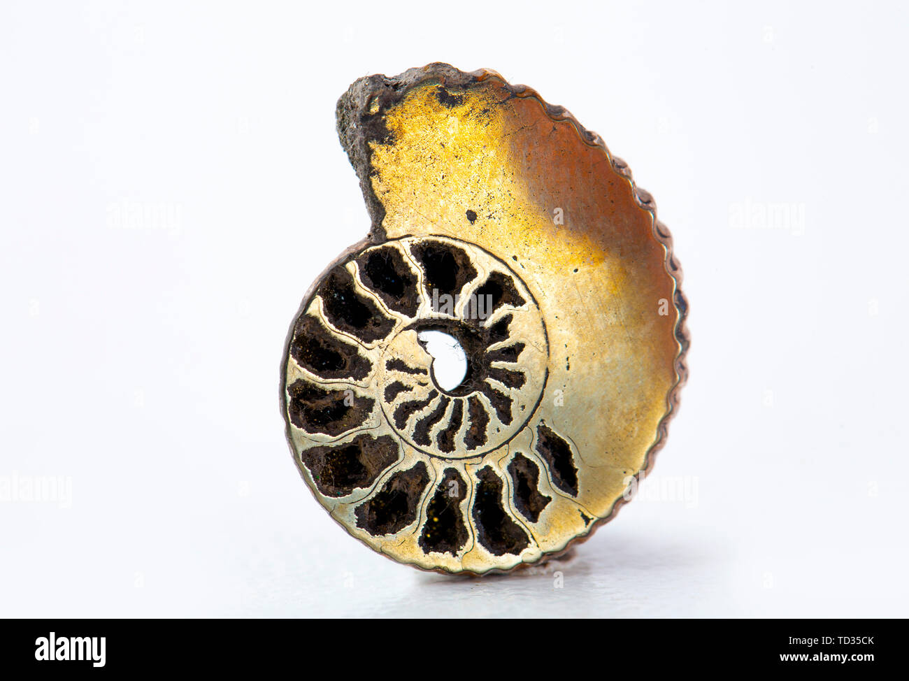 Fossile pyritized Ammoniter, Ordovizium, Ryajan, Russland ...