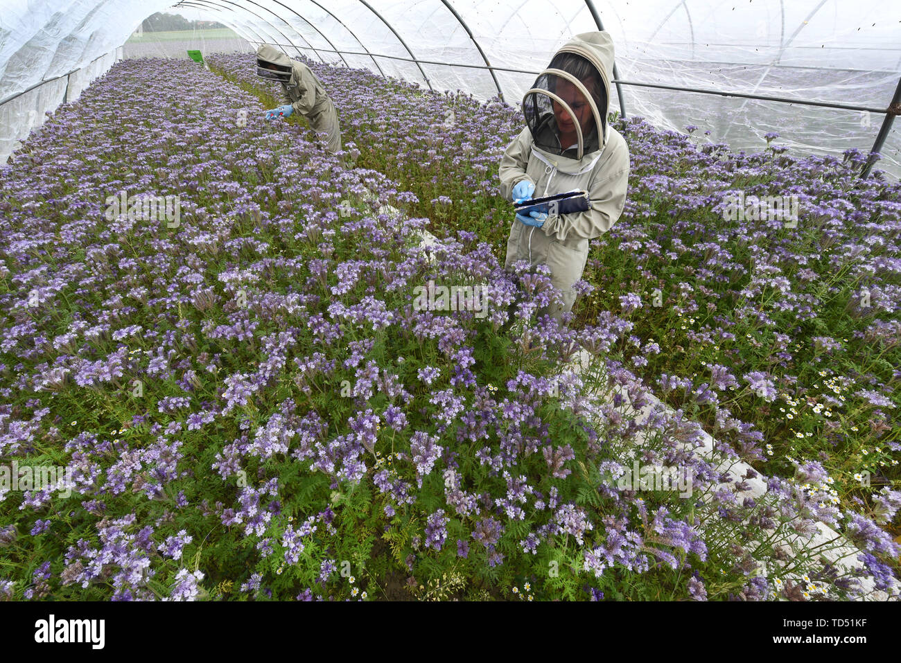 Gerichshain, Deutschland. 11 Juni, 2019. In einem 50 Meter langen Biene ...