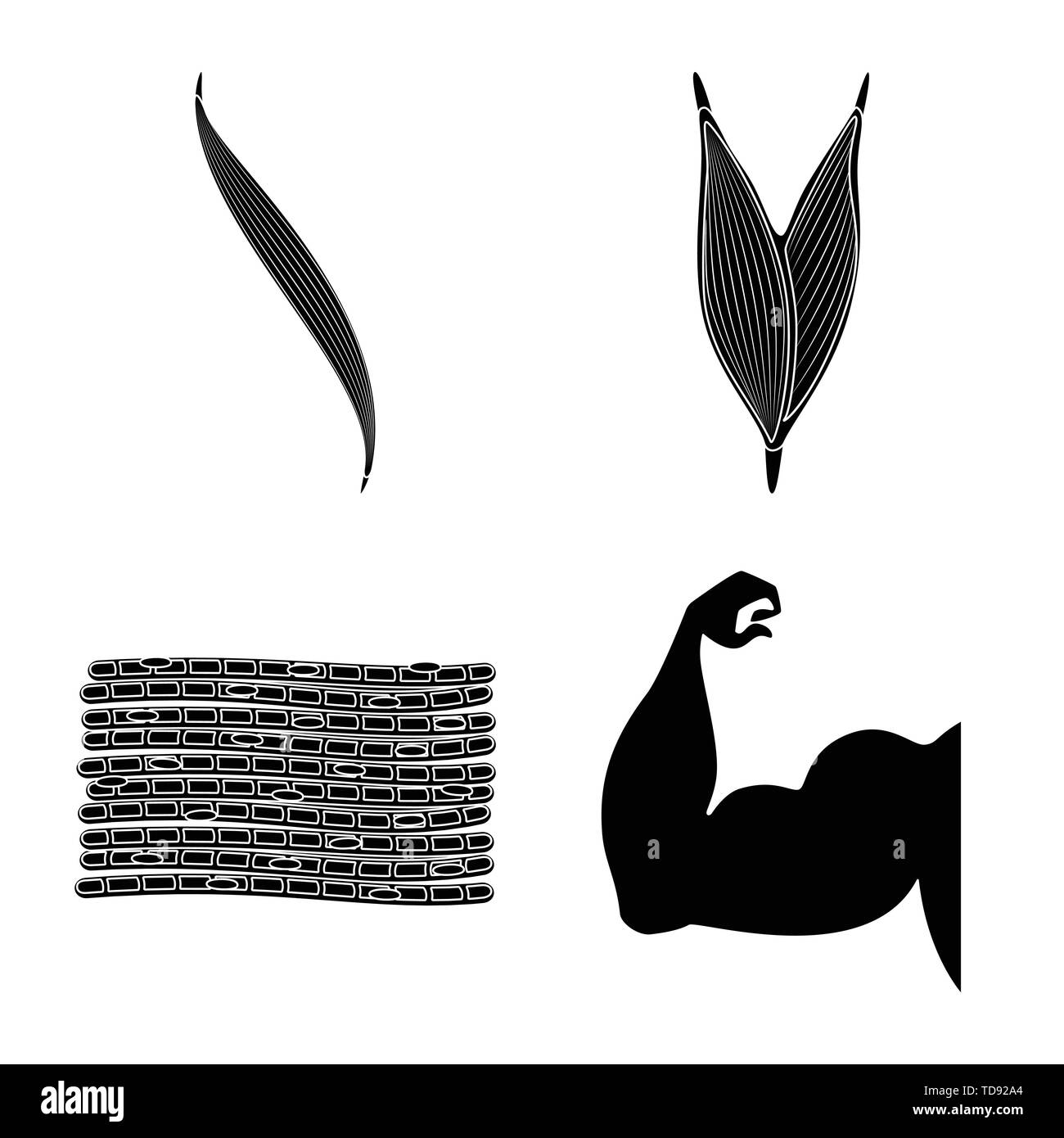 Vector Illustration des menschlichen Körper und Symbol. Sammlung von ...