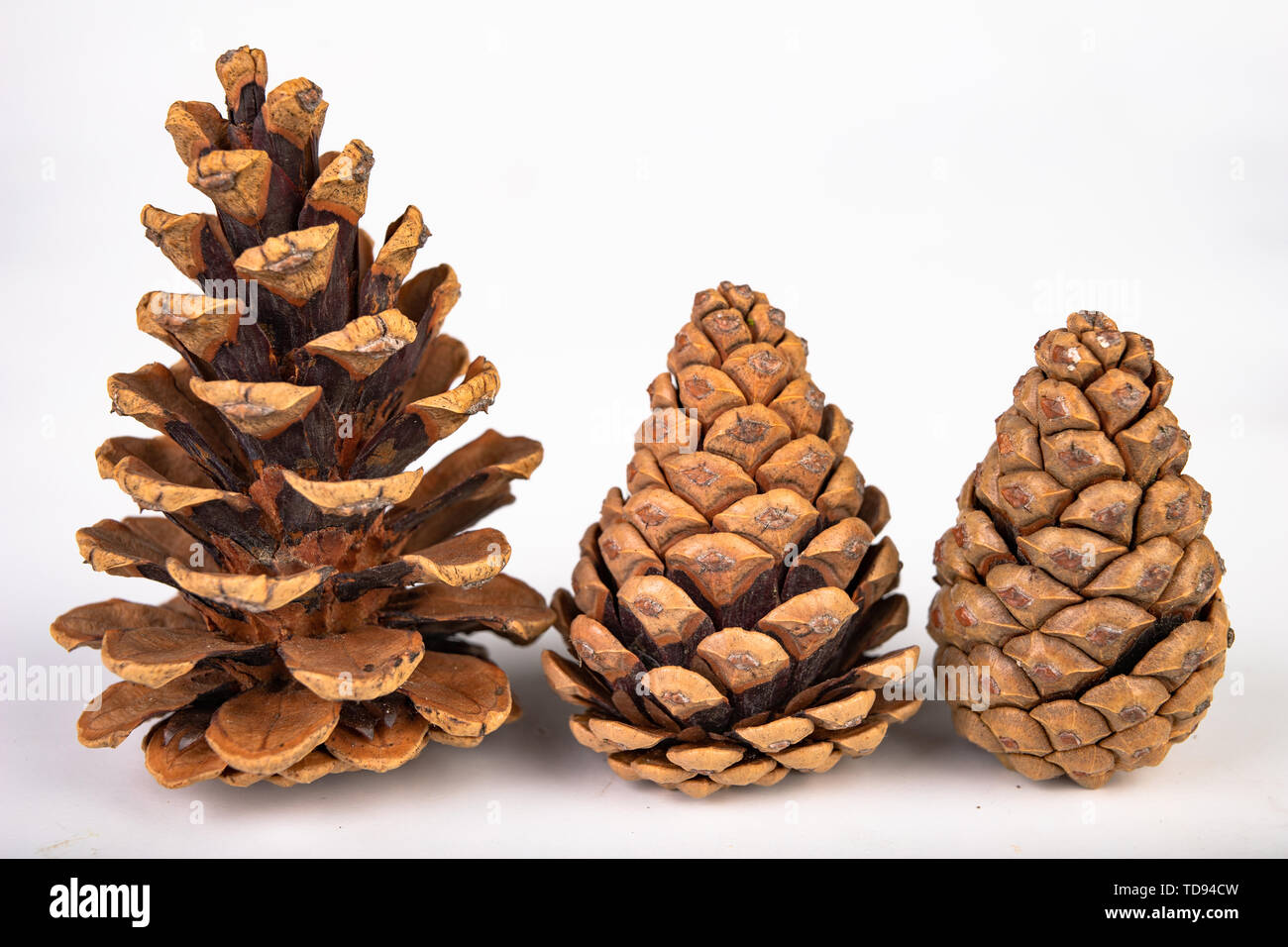 Pinus nigra white background -Fotos und -Bildmaterial in hoher ...