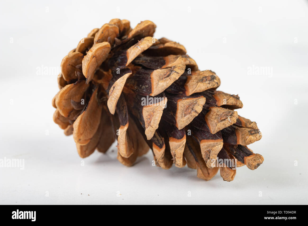 Pinus nigra white background -Fotos und -Bildmaterial in hoher ...