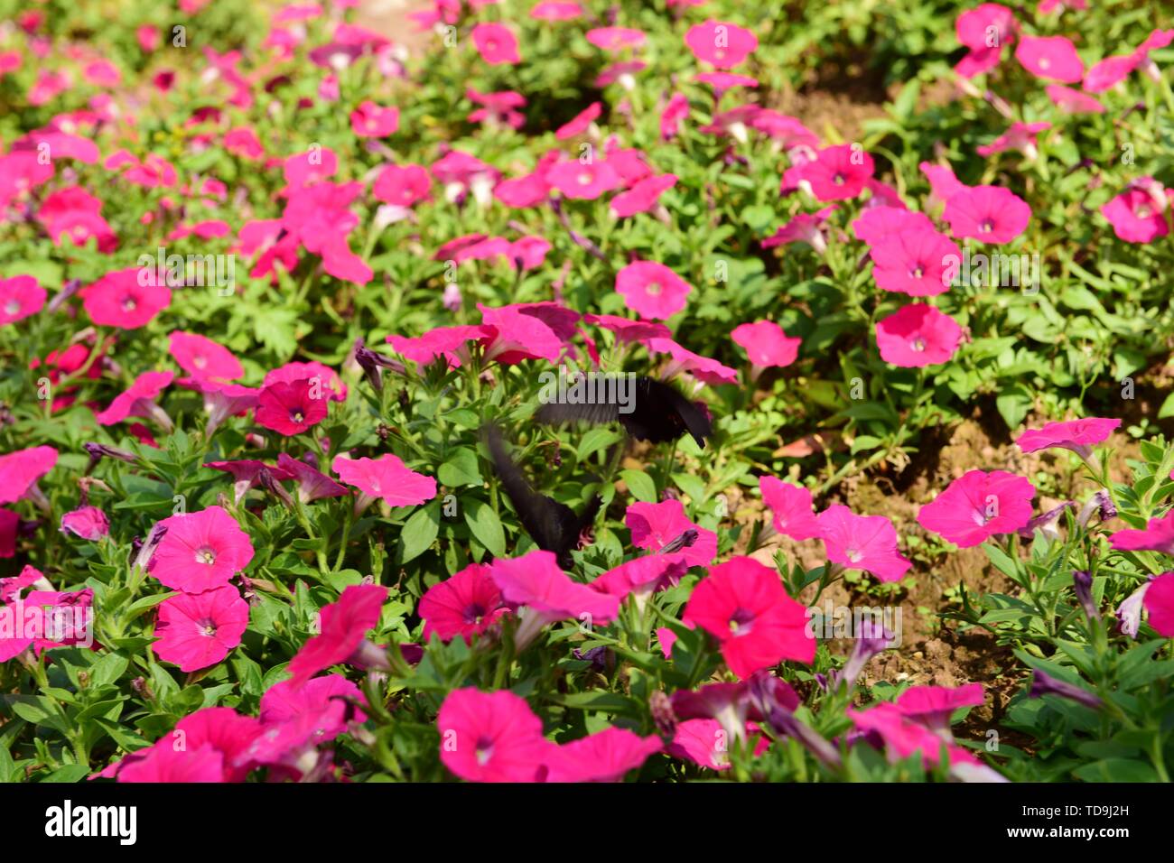 Trompeten fuchsie -Fotos und -Bildmaterial in hoher Auflösung - Seite 2 ...