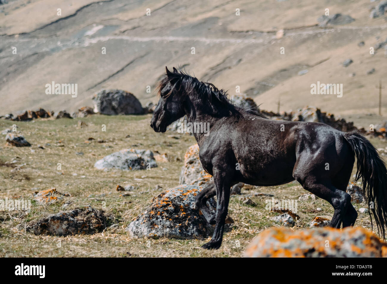 Pferd hintergrundbild -Fotos und -Bildmaterial in hoher Auflösung – Alamy