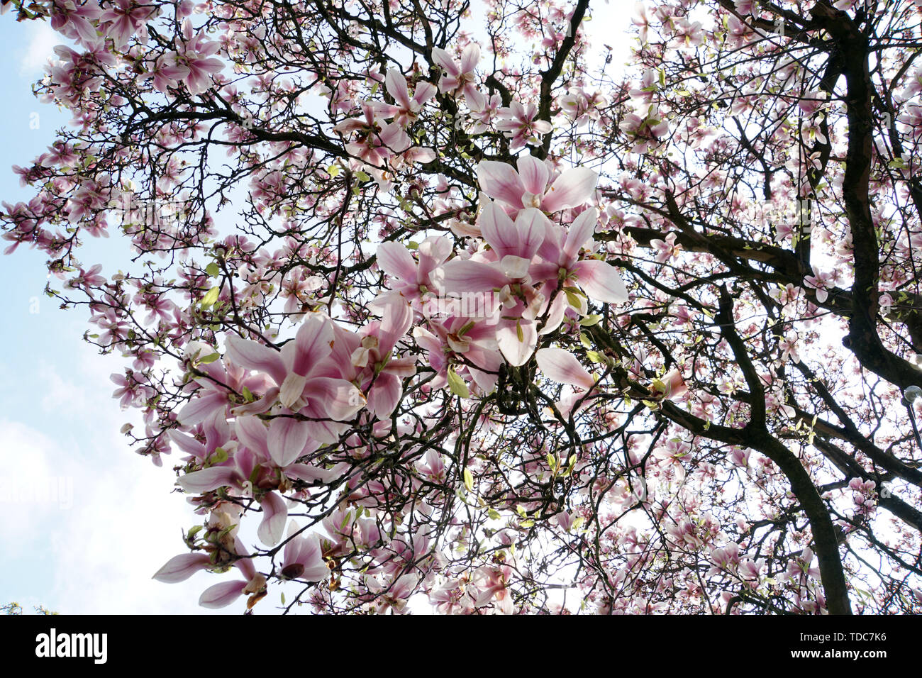 Blick von unten in einen blühenden Magnolienbaum, Solingen, Nordrhein ...