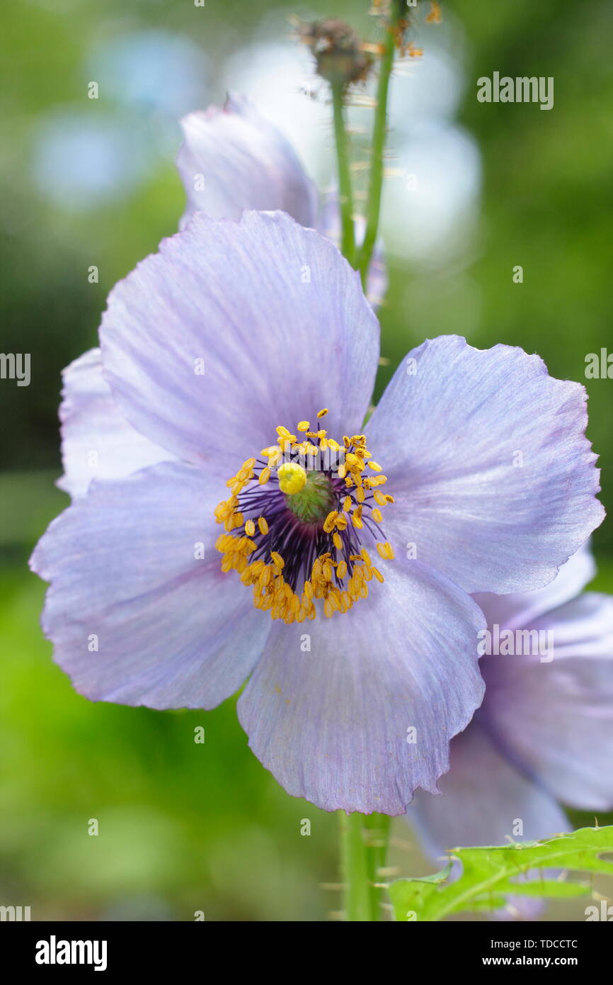 Lila mohn -Fotos und -Bildmaterial in hoher Auflösung – Alamy