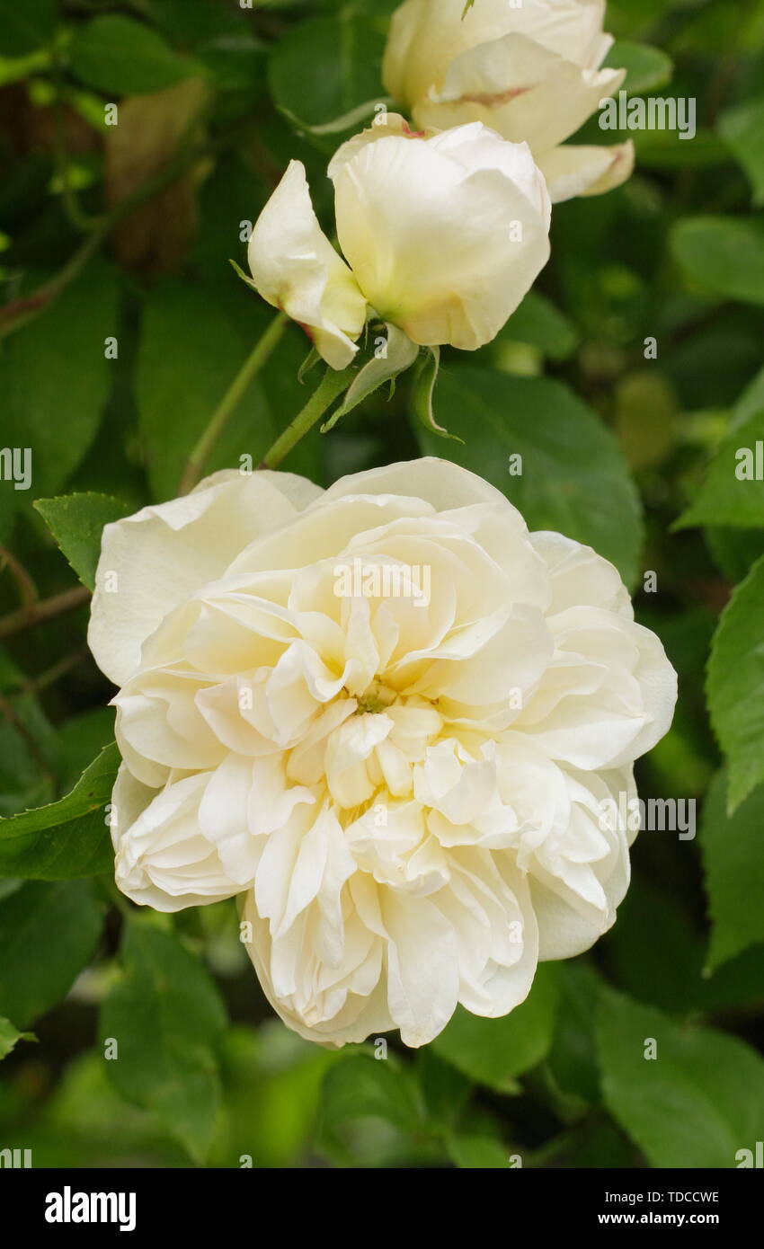 Desprez a fleur jaune -Fotos und -Bildmaterial in hoher Auflösung – Alamy
