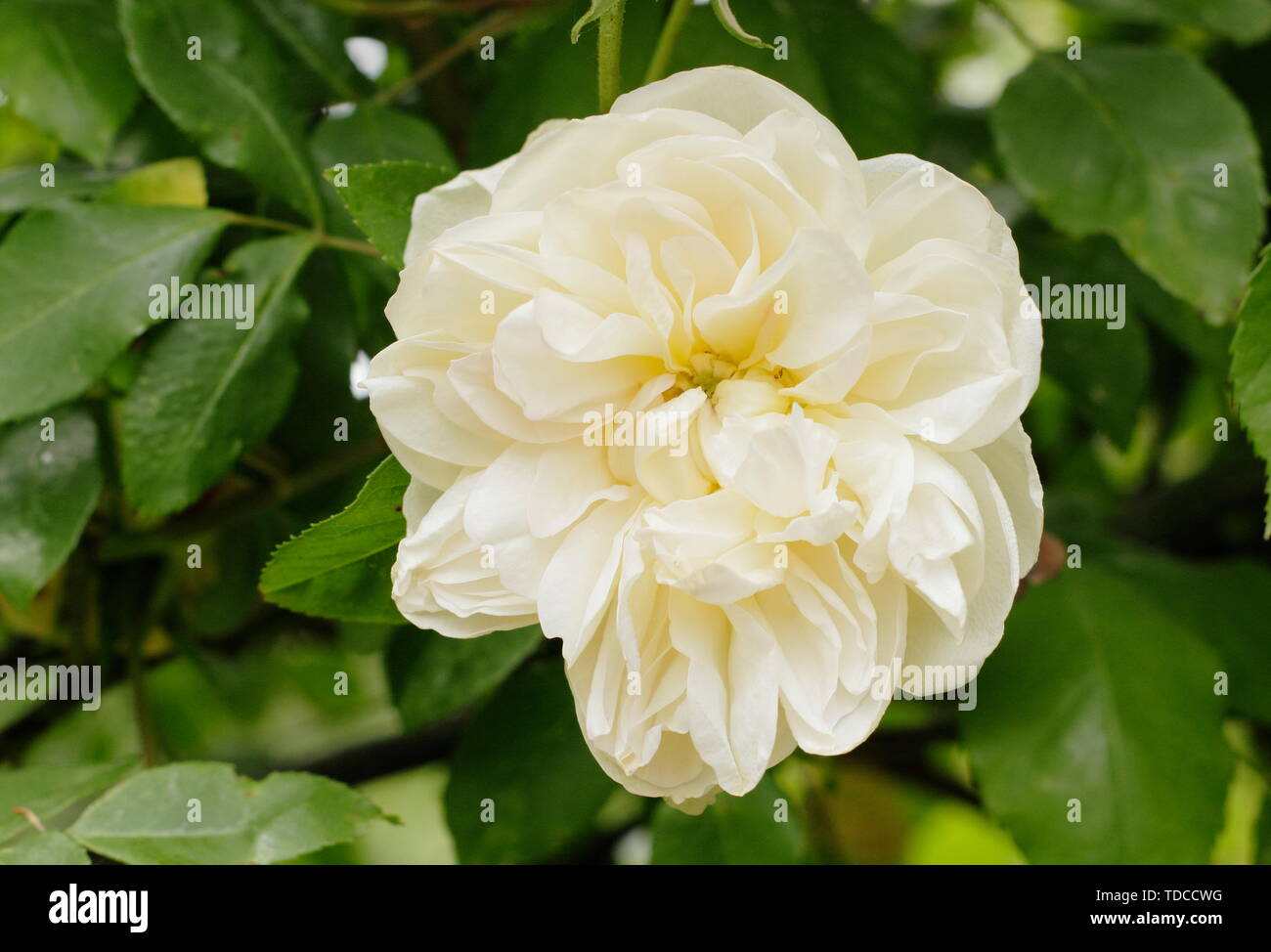 Desprez a fleur jaune -Fotos und -Bildmaterial in hoher Auflösung – Alamy