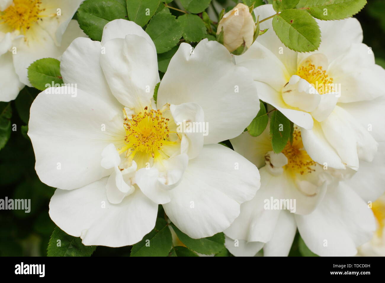 Rose rosa nevada -Fotos und -Bildmaterial in hoher Auflösung – Alamy