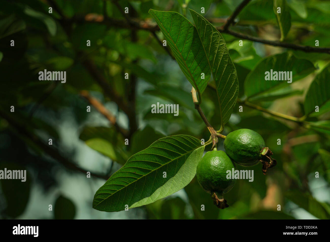 Guava fruits green -Fotos und -Bildmaterial in hoher Auflösung – Alamy