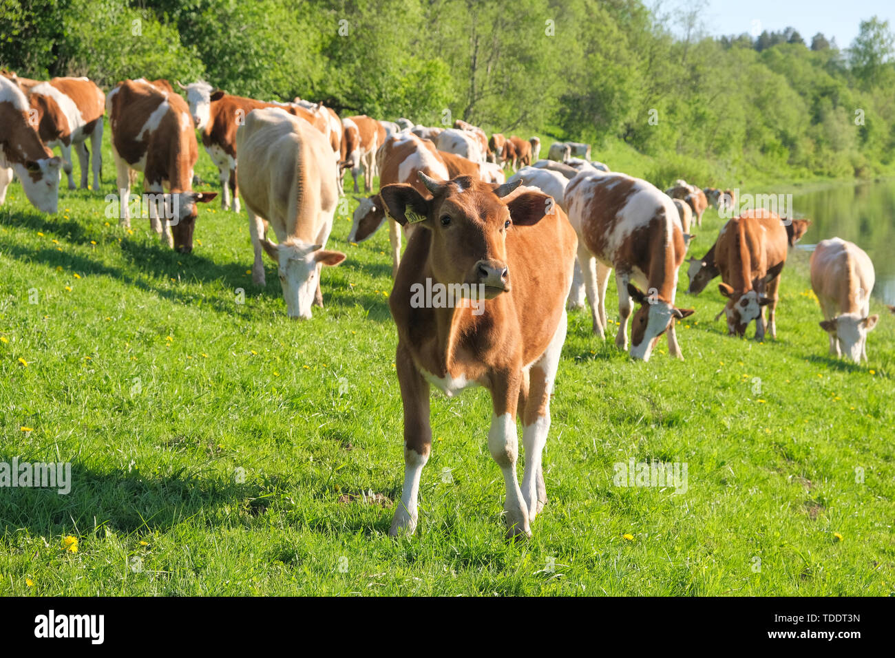 Limousin rind -Fotos und -Bildmaterial in hoher Auflösung – Alamy