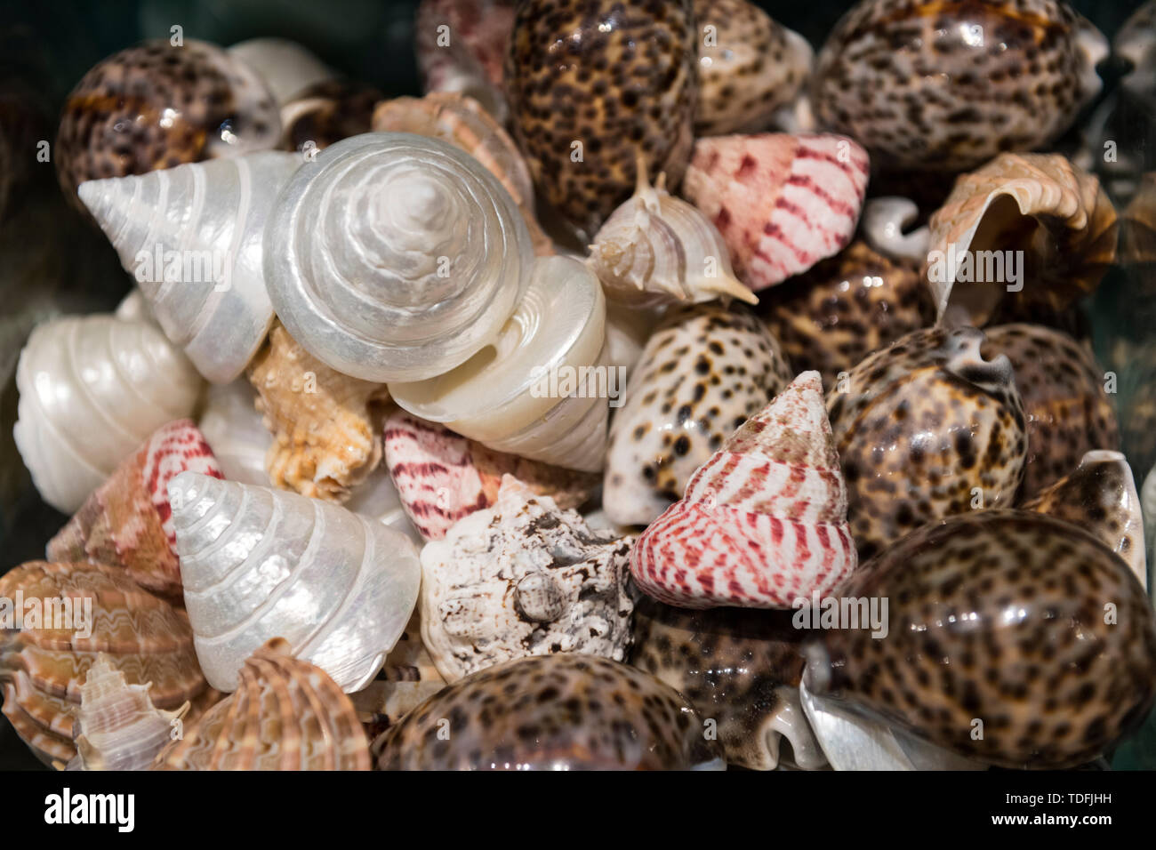 Zebra mussels -Fotos und -Bildmaterial in hoher Auflösung – Alamy