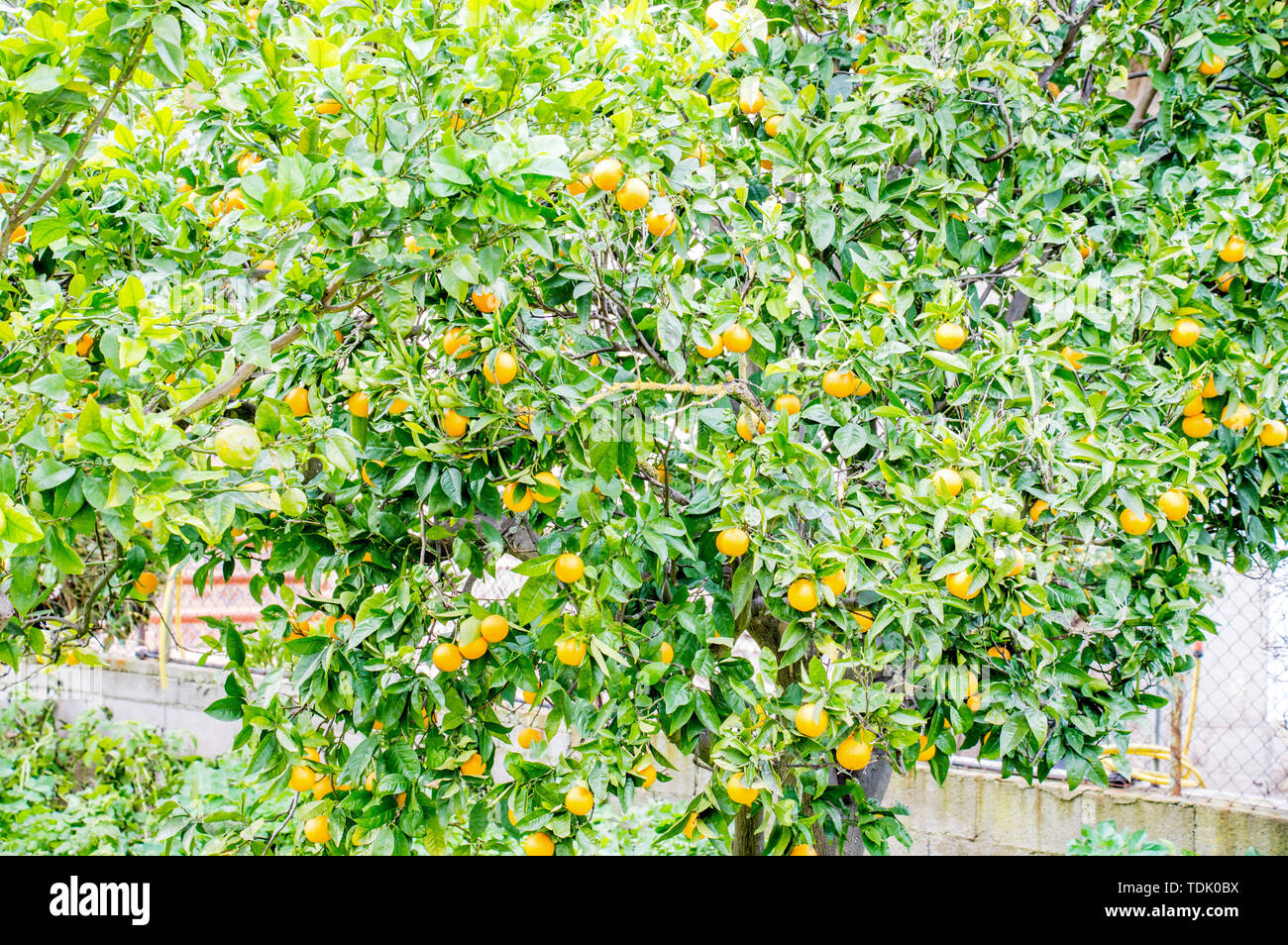 Mallorca soller citrus -Fotos und -Bildmaterial in hoher Auflösung – Alamy