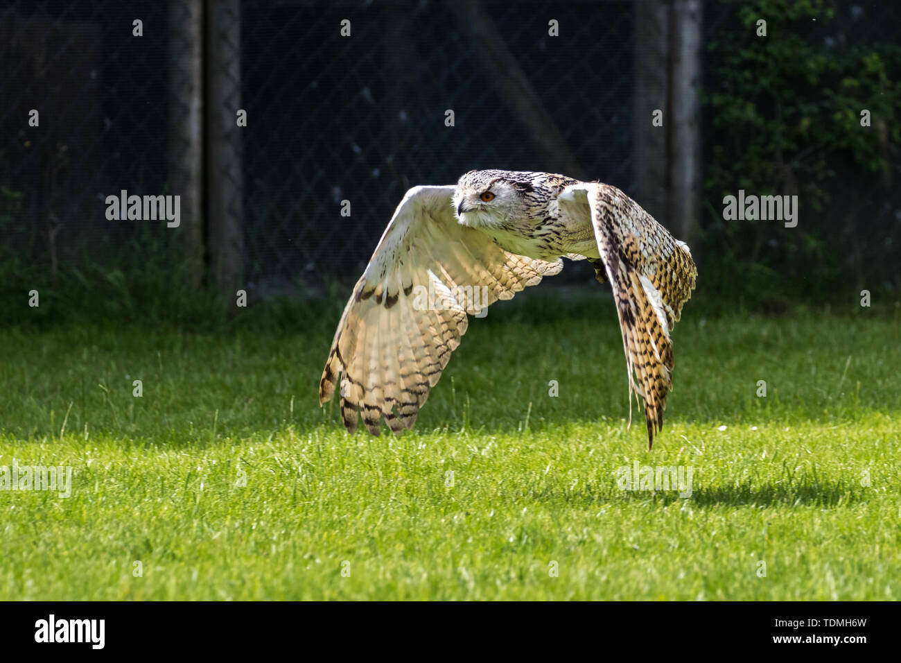 Die sibirische Uhu, Bubo bubo Sibiricus ist die größte Eule der Welt ...