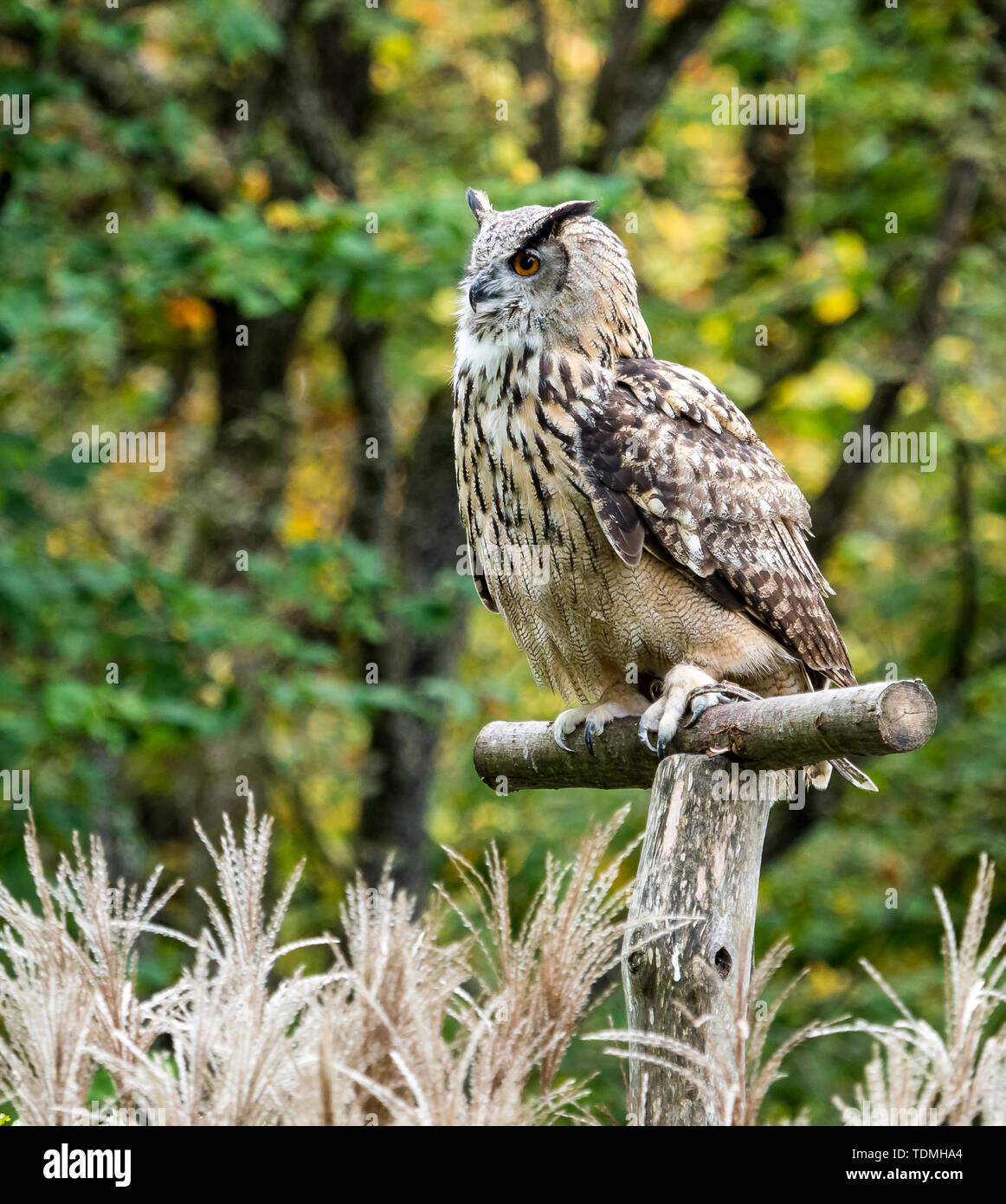Die sibirische Uhu, Bubo bubo Sibiricus ist die größte Eule der Welt ...