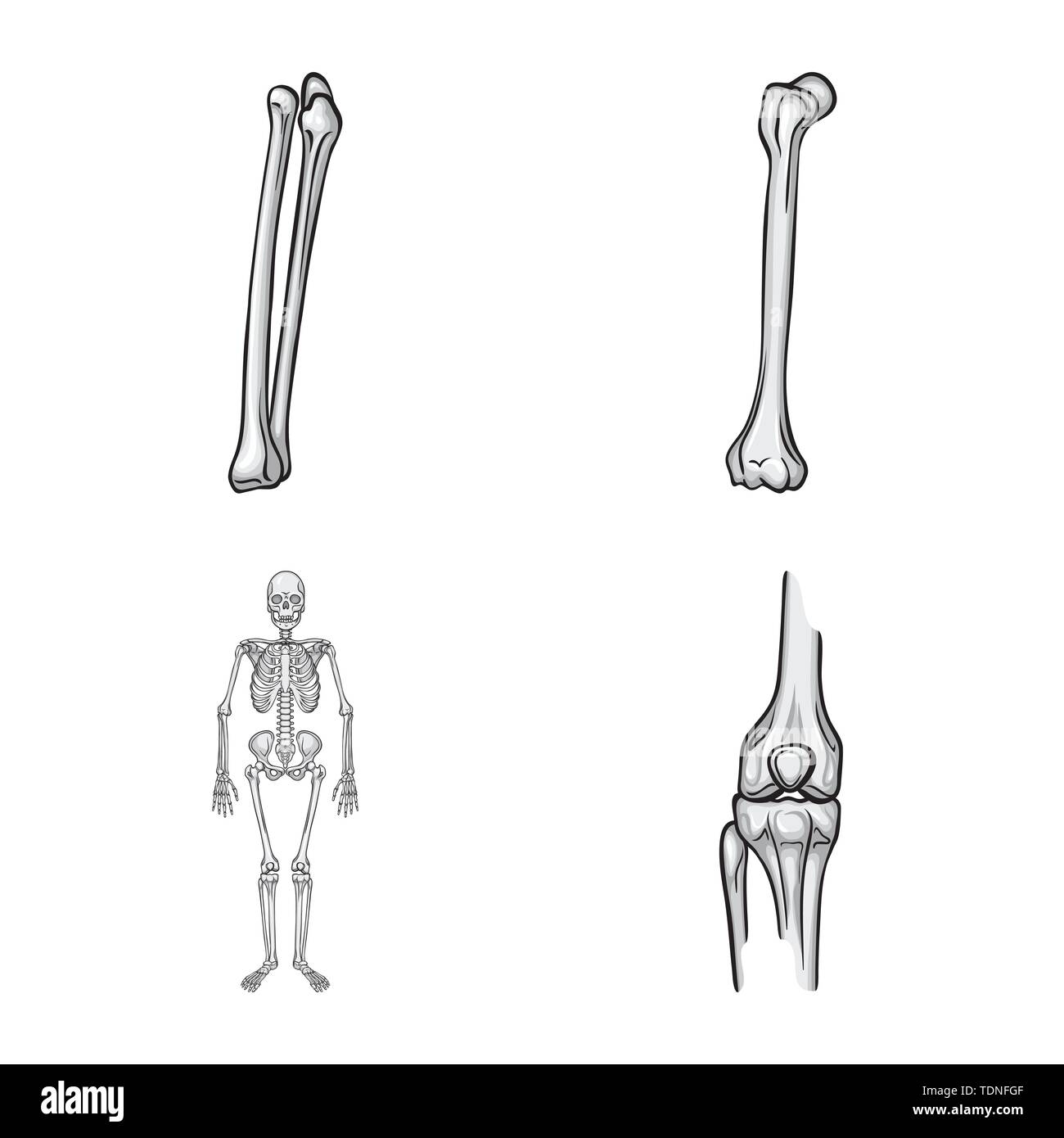 Femur, Knochen-Muskel-System, gebrochen, wissenschaftliche, Bony, Fibel ...
