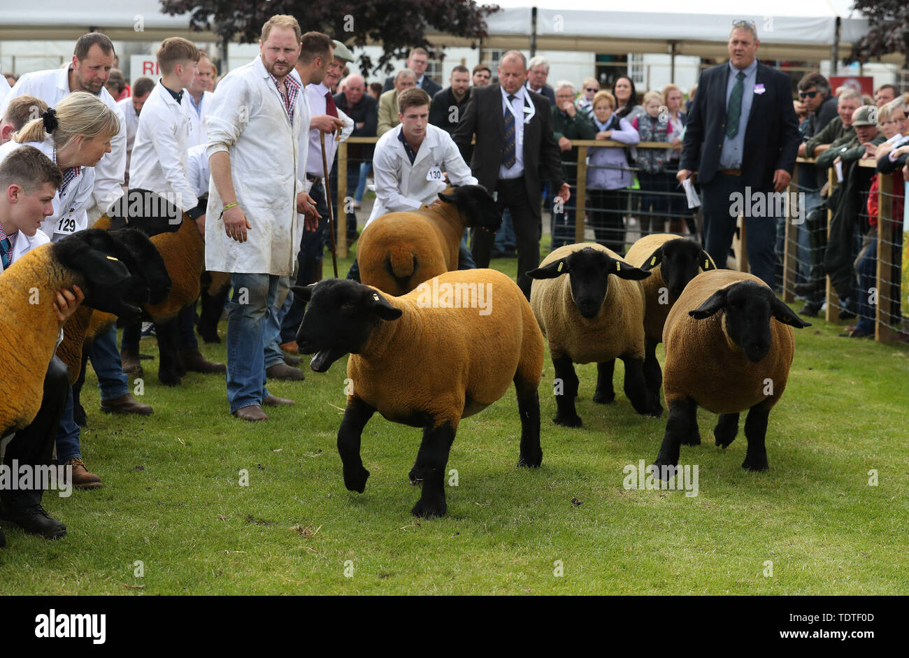 Royal highland show schafe Stockfotos und -bilder Kaufen - Alamy