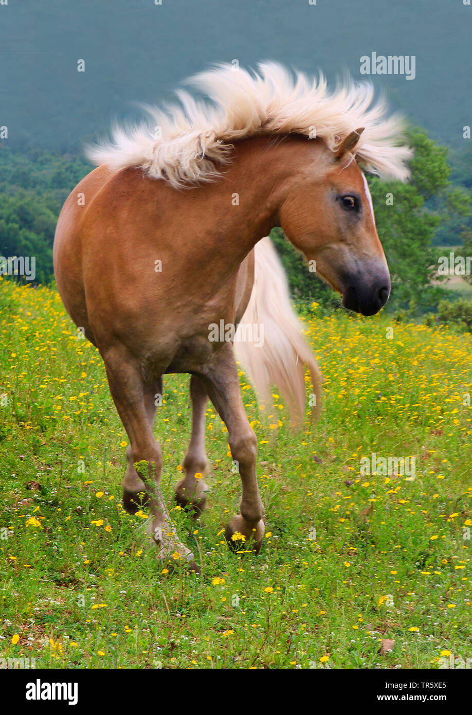 Haflinger pferd -Fotos und -Bildmaterial in hoher Auflösung – Alamy