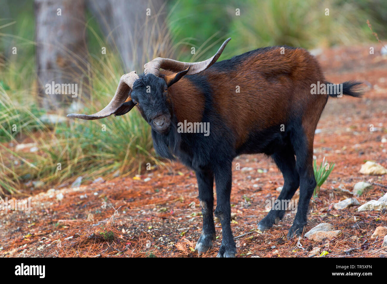 Balearian wilde Ziege (Capra Hircus, Capra aegagrus f. hircus), wilden ...