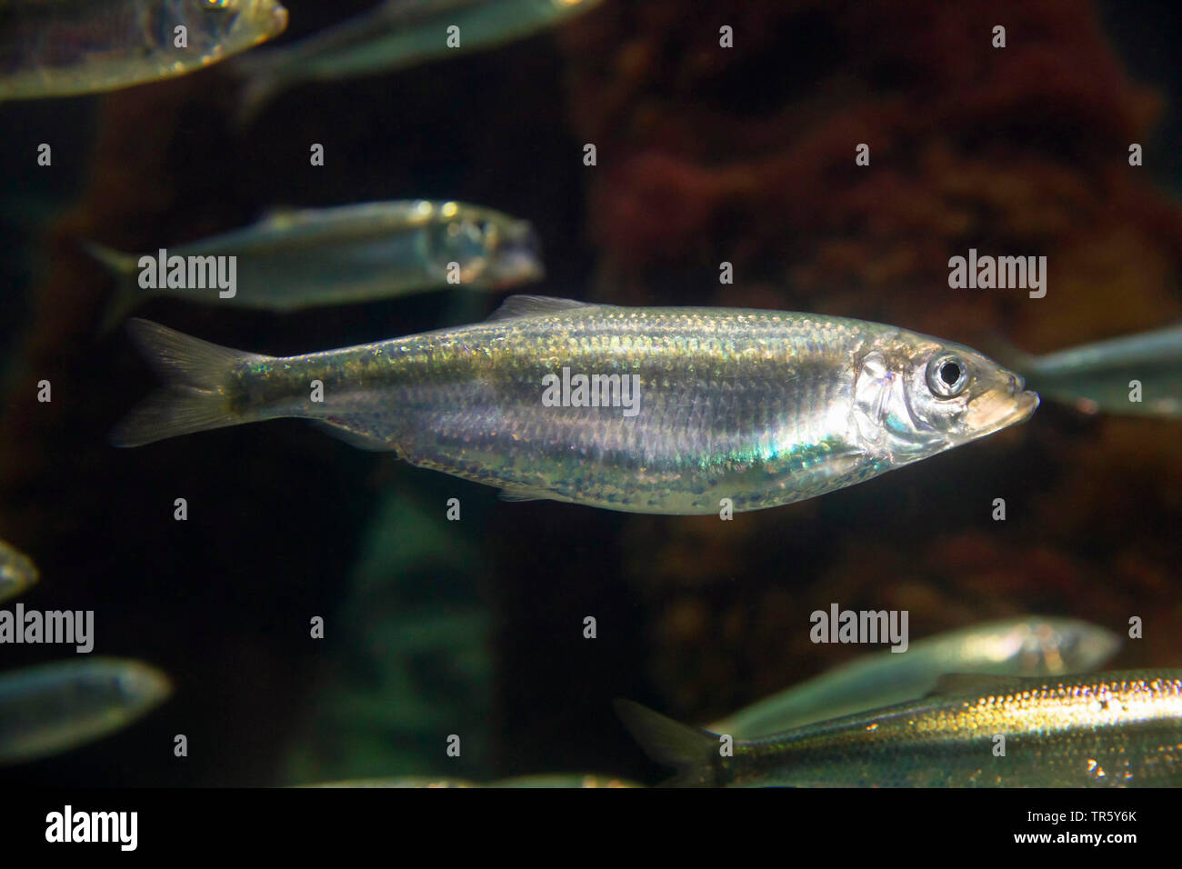 Atlantische heringe -Fotos und -Bildmaterial in hoher Auflösung – Alamy