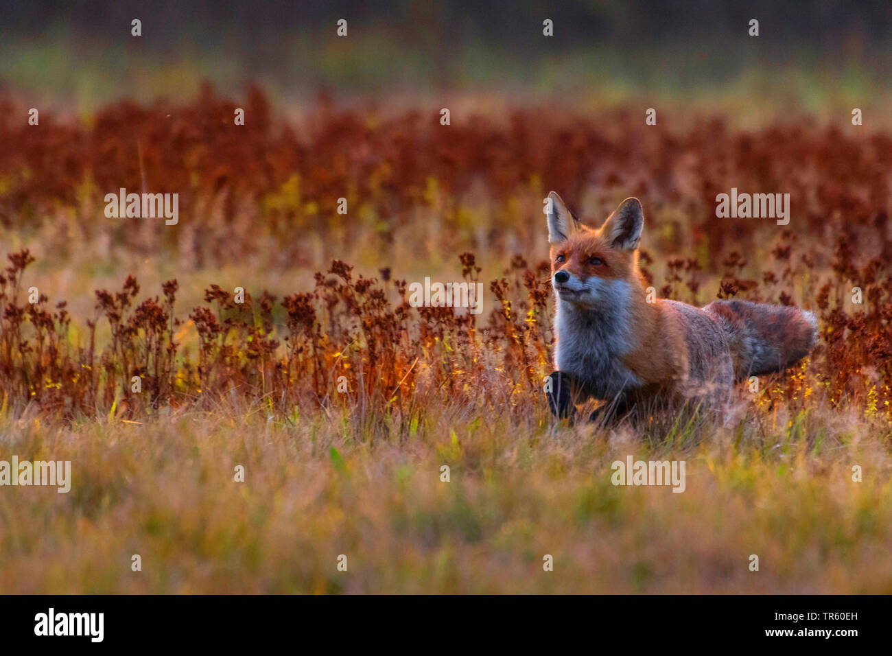 Rennender fuchs -Fotos und -Bildmaterial in hoher Auflösung – Alamy