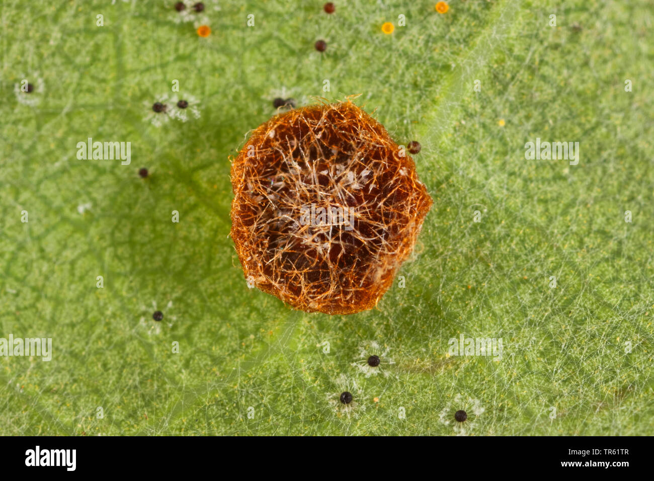 Neuroterus laeviusculus -Fotos und -Bildmaterial in hoher Auflösung – Alamy