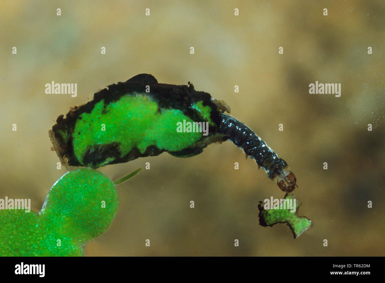 Cataclysta lemnalis -Fotos und -Bildmaterial in hoher Auflösung – Alamy
