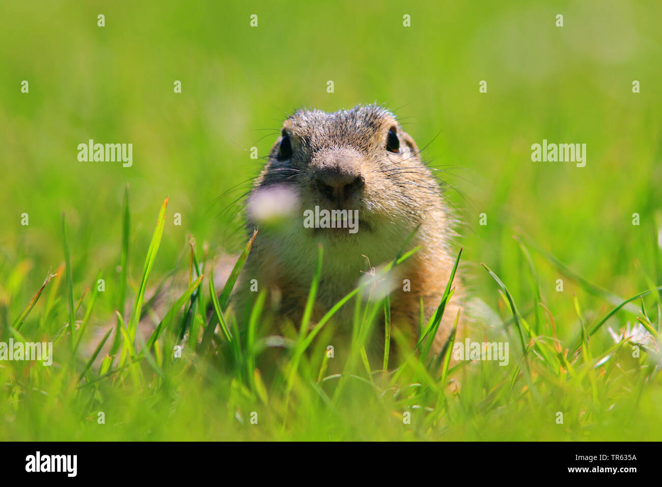 Murmeltier deutschland -Fotos und -Bildmaterial in hoher Auflösung – Alamy