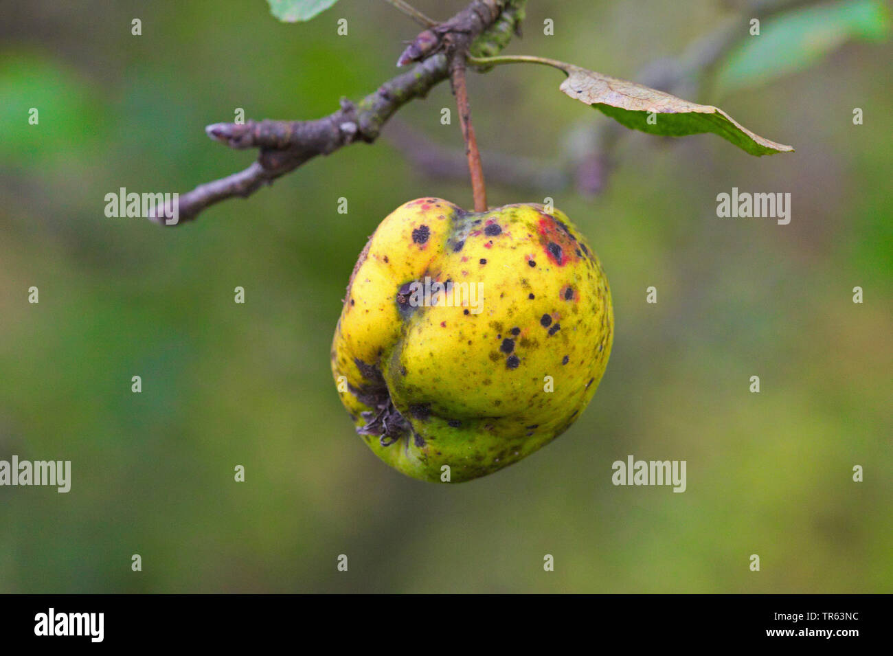 Krankheit Apfelbaum Bilder