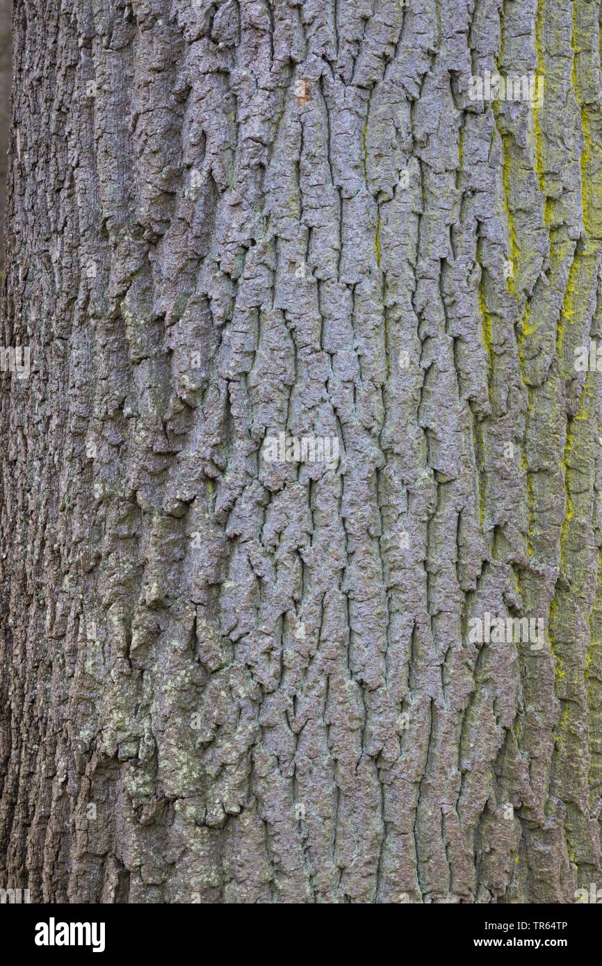 Bark fraxinus -Fotos und -Bildmaterial in hoher Auflösung – Alamy