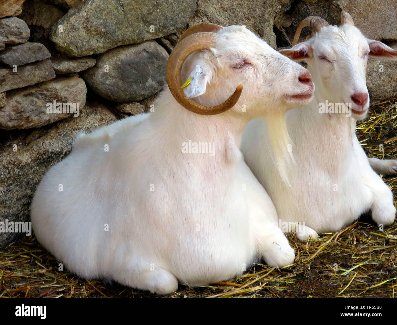 Ziegen im stall -Fotos und -Bildmaterial in hoher Auflösung – Alamy