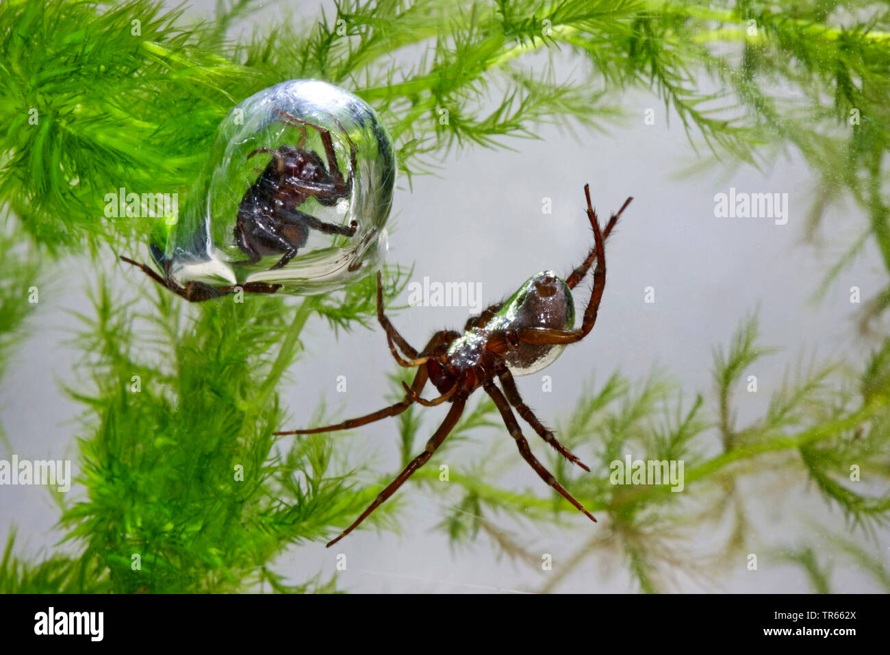 Europäischen wasser Spinne (Argyroneta Aquatica), zwei Wasser Spinnen ...
