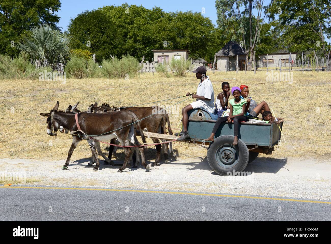 Eselwagen fahren -Fotos und -Bildmaterial in hoher Auflösung – Alamy