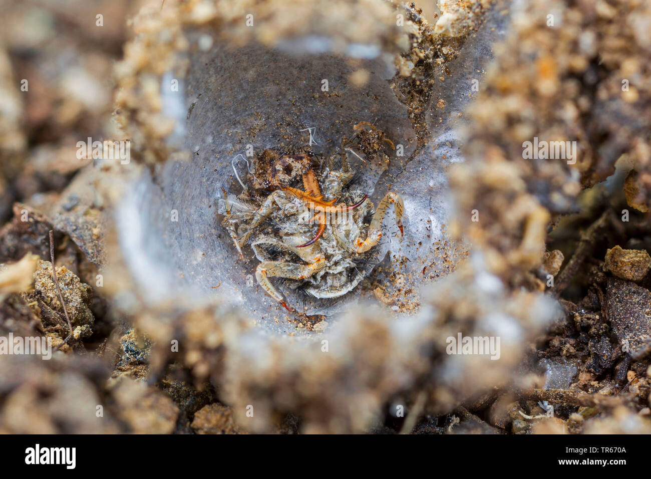 Cocoon hatching -Fotos und -Bildmaterial in hoher Auflösung – Alamy