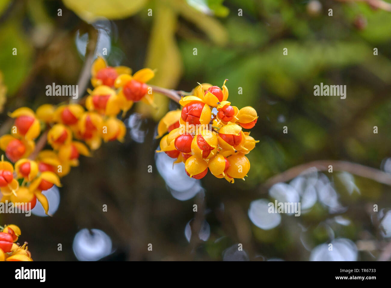 Orientalische frucht -Fotos und -Bildmaterial in hoher Auflösung – Alamy