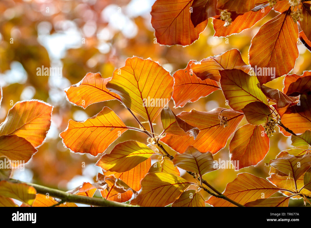 Rotbuche (Fagus sylvatica var. purpurea, Fagus sylvatica 'Atropunicea ...