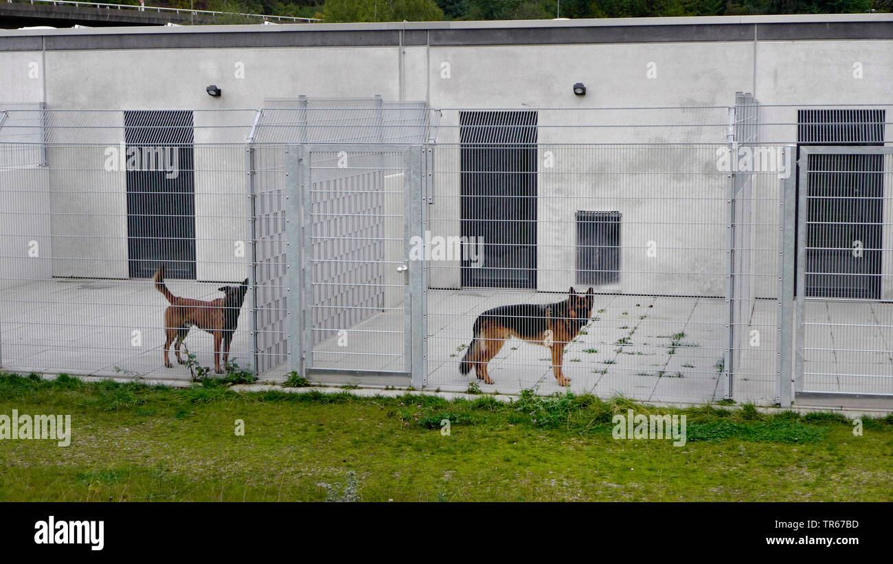 Haushund (Canis lupus f. familiaris), in einem Tierheim, Deutschland ...