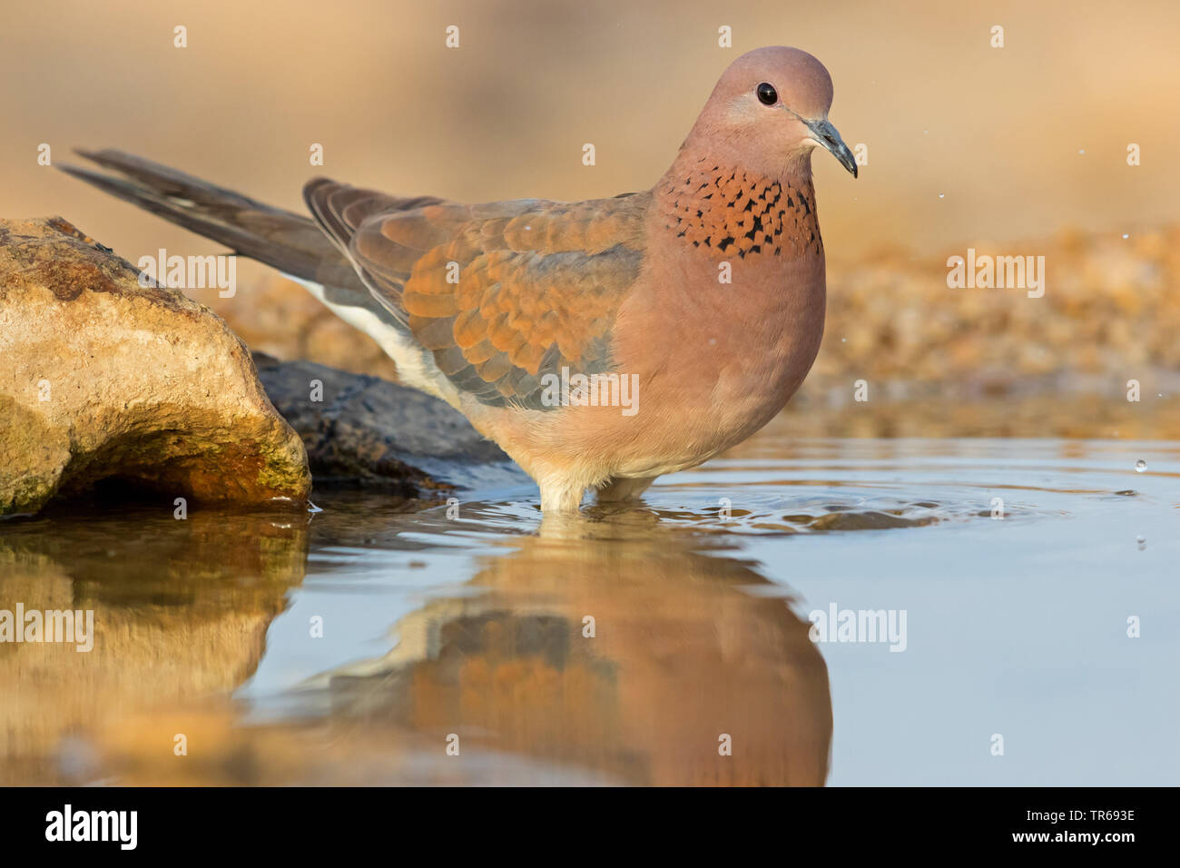 Lachende taube streptopelia senegalensis -Fotos und -Bildmaterial in ...